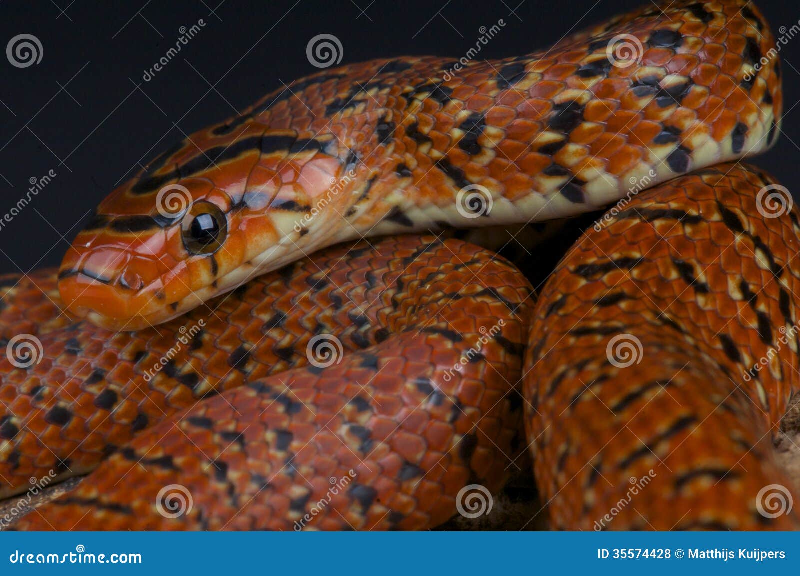 Bosrattenslang/Euprepiophis-conspicillatus Stock Foto - Image of ...