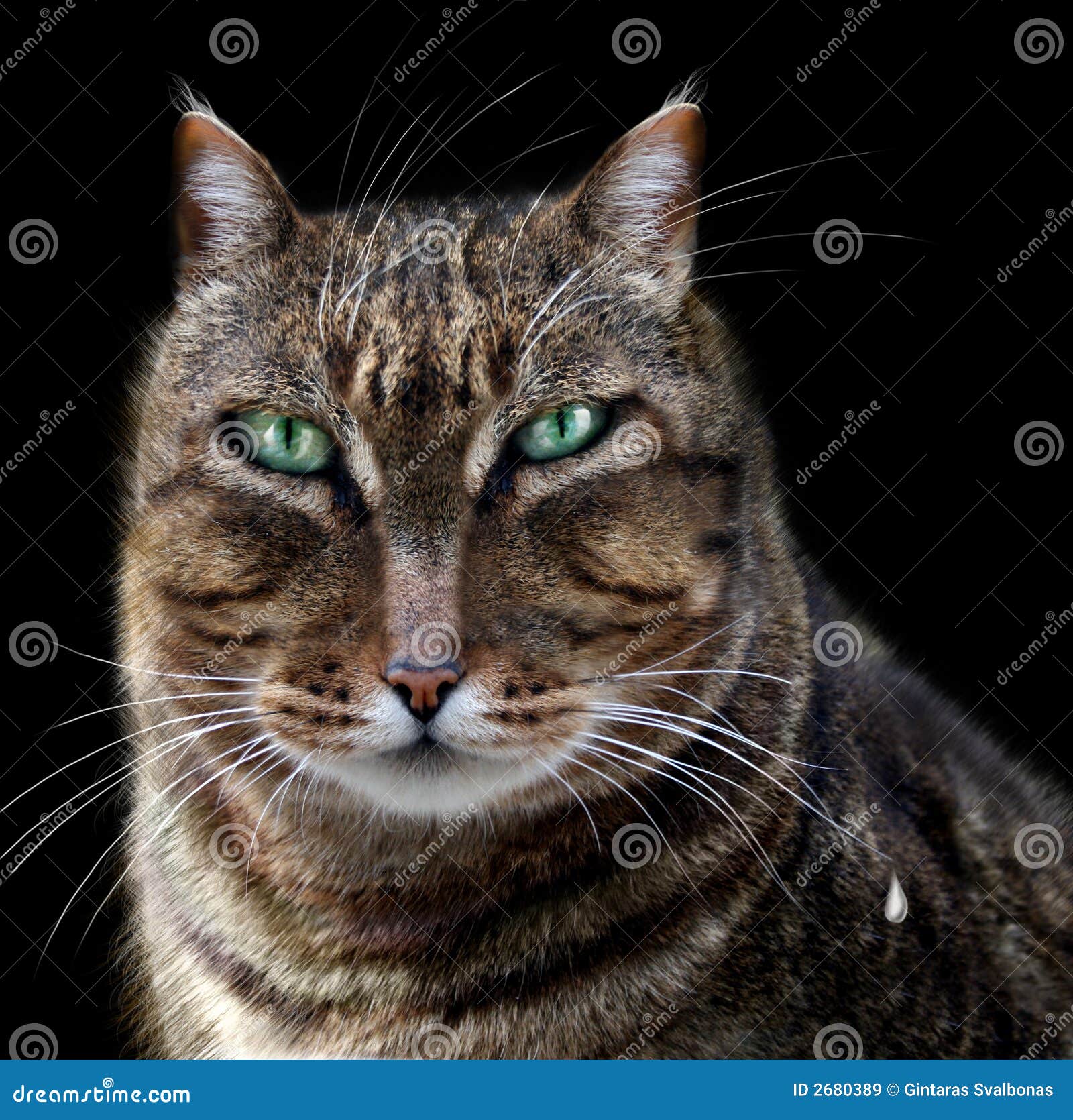 Boss cat and milk stock image. Image of card, face, wild - 2680389