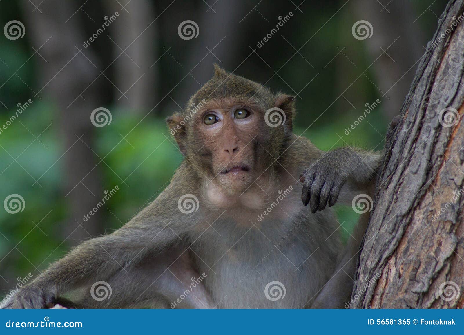 Boss monkey stock image. Image of real, thailand, tropical - 56581365