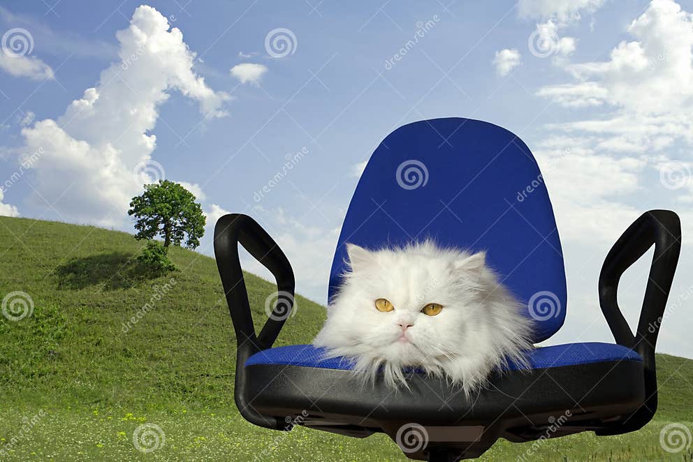 Boss required stock photo. Image of blue, chief, green - 6781624