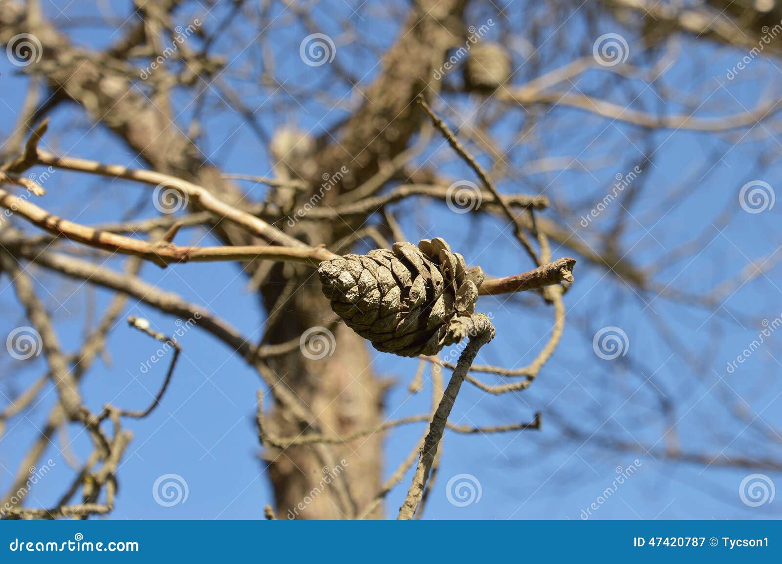 Bosse sur l'arbre image stock. Image du ciel, cônes, botanique - 47420787