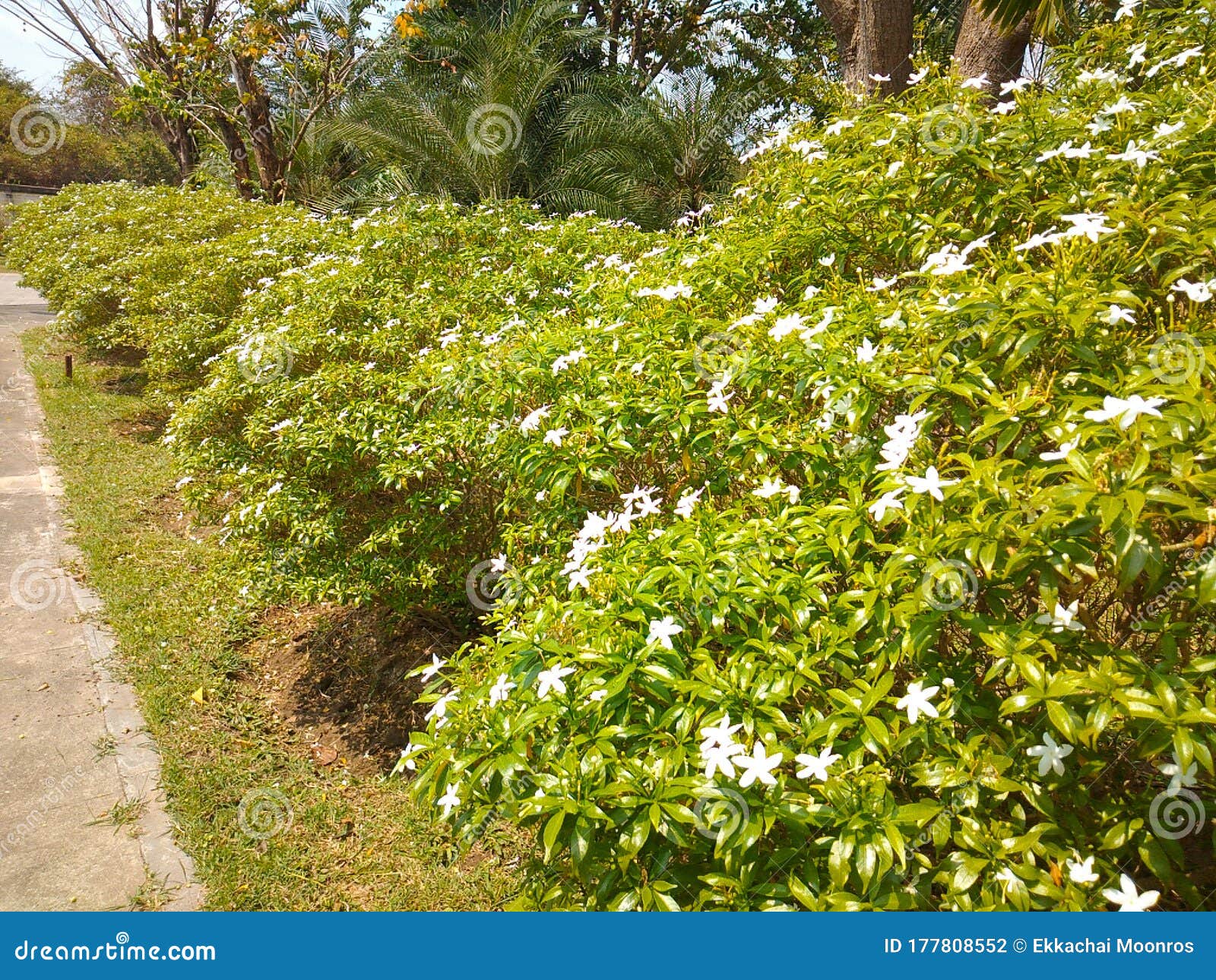 Bossom flower in backyard stock photo. Image of prairie - 177808552