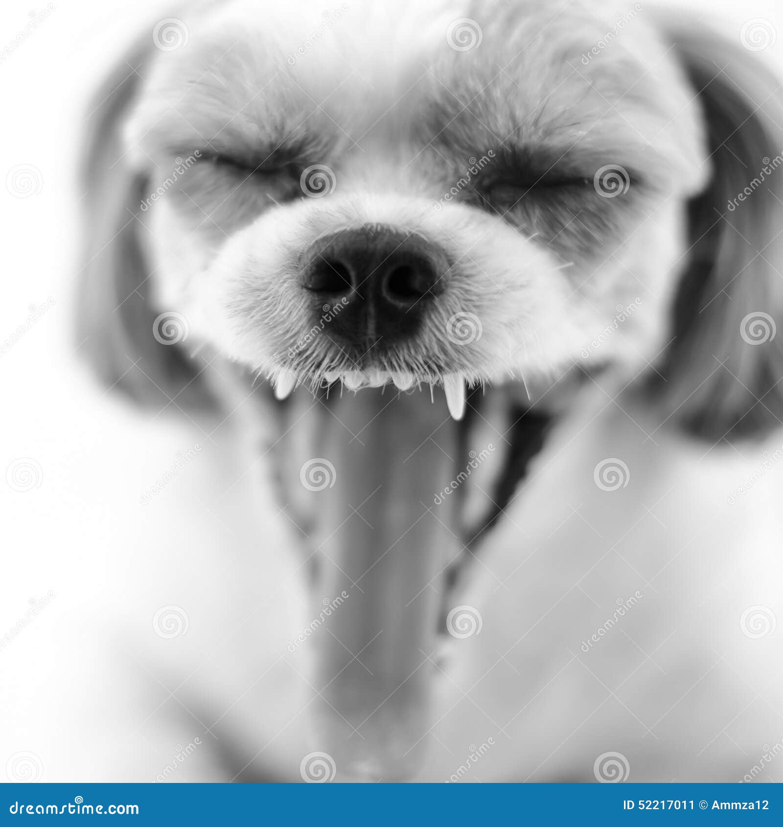 Bostezo del perro imagen de archivo. Imagen de canino - 52217011