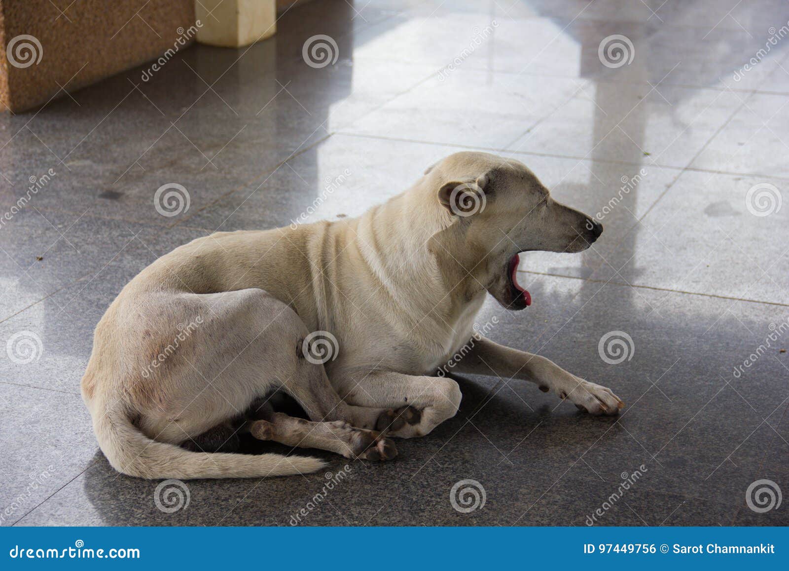 Bostezo del perro foto de archivo. Imagen de boca, blanco - 97449756