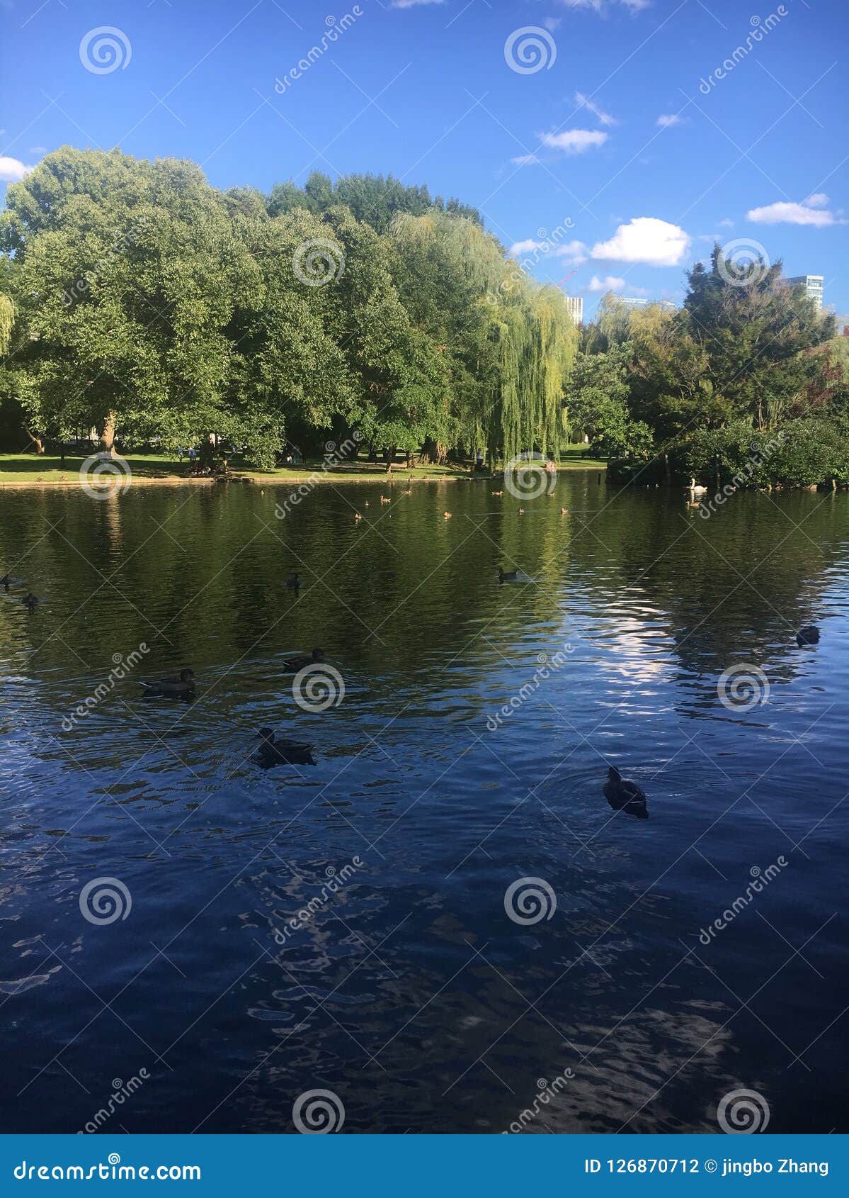 Boston common lake stock photo. Image of boston, lake - 126870712