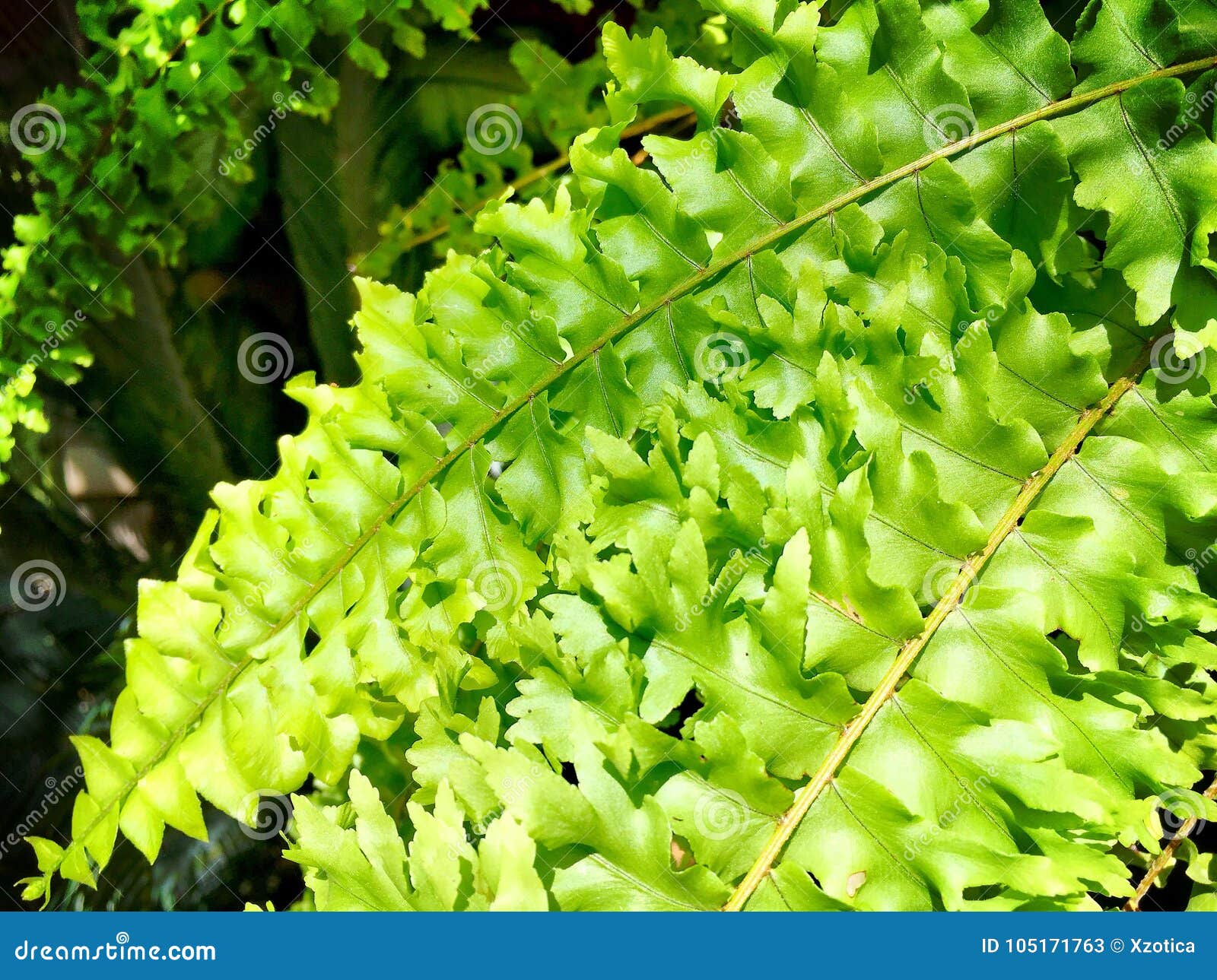Boston fern midrid stock image. Image of botany, leaves - 105171763