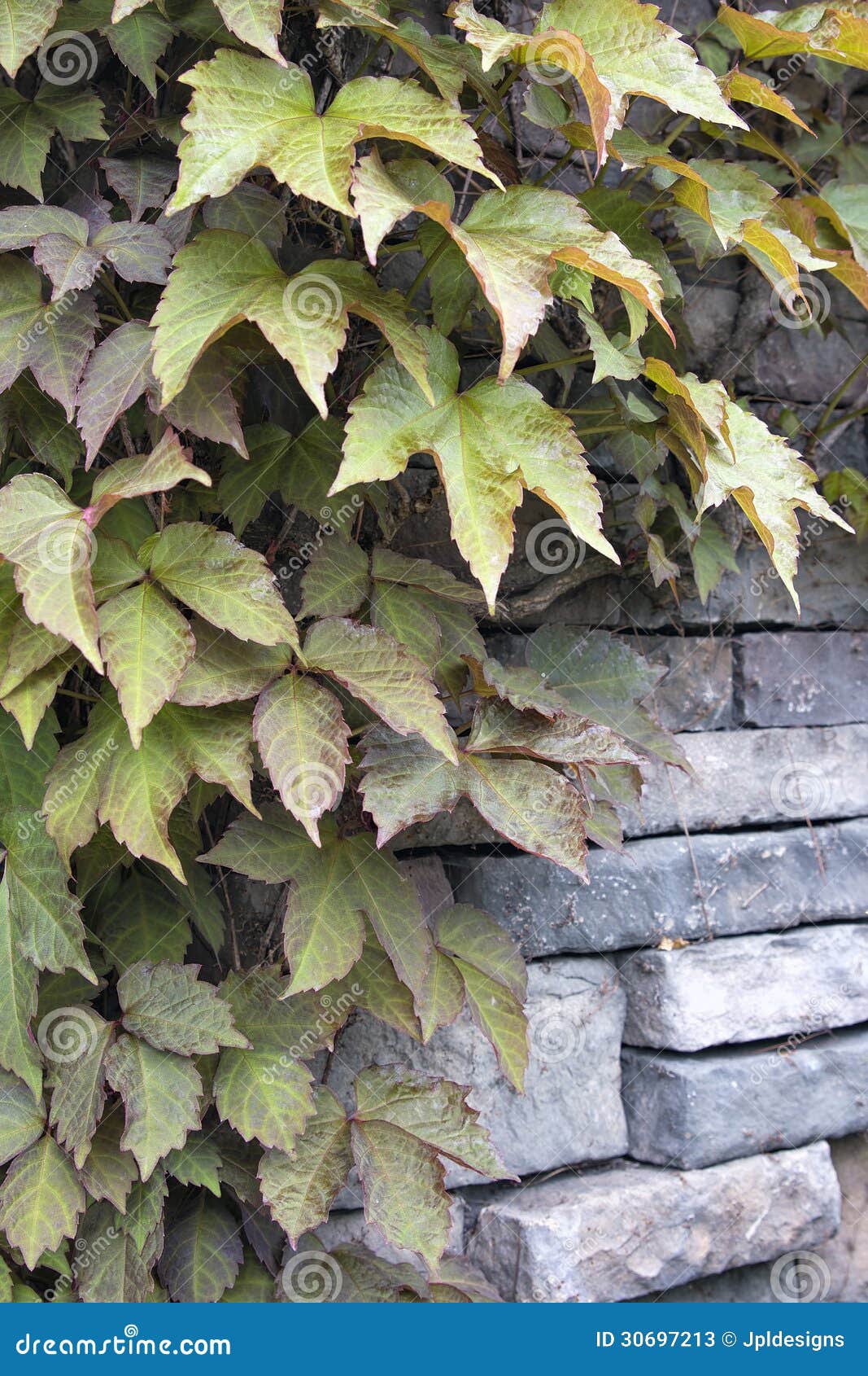 Boston Ivy Climbing Vines stock image. Image of lush - 30697213
