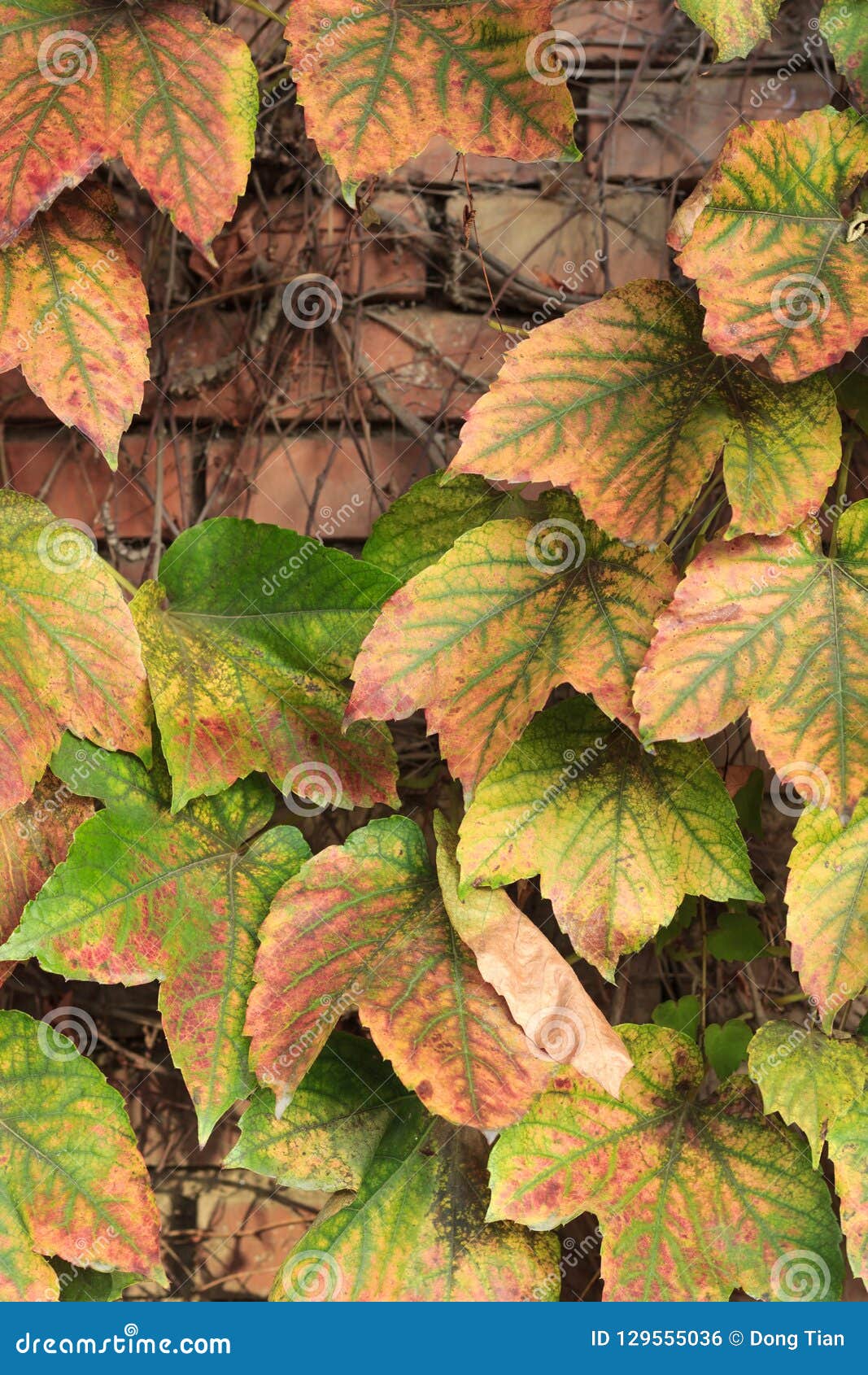 Boston ivy stock photo. Image of background, environment - 129555036