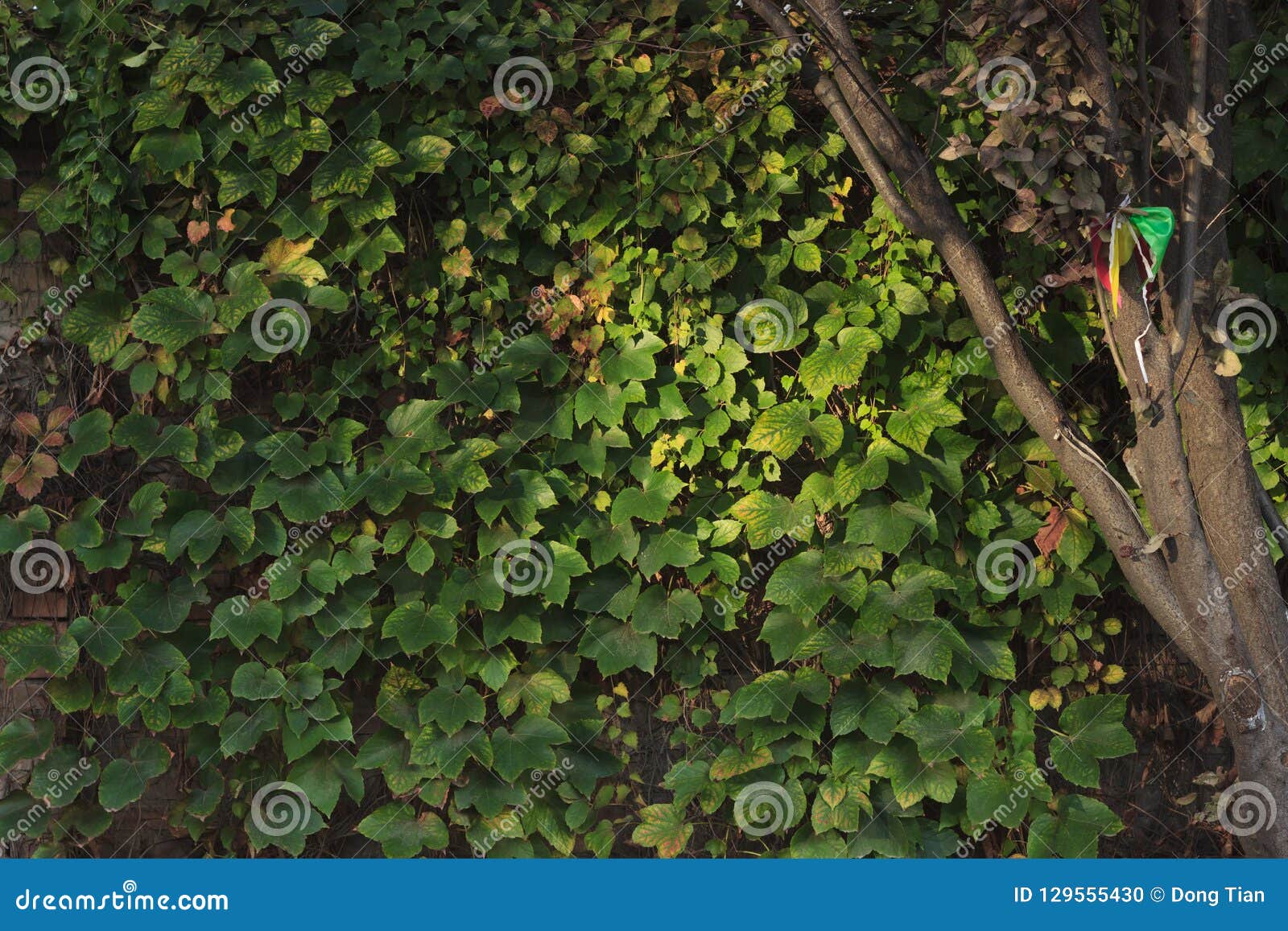 Boston ivy stock photo. Image of halcyon, background - 129555430