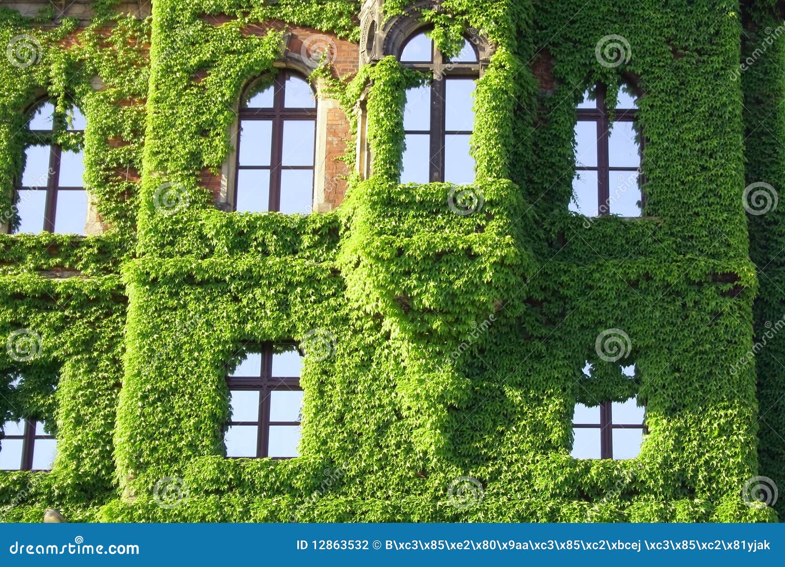 Boston Ivy Flower Covers Building Stock Photo - Image of structure ...