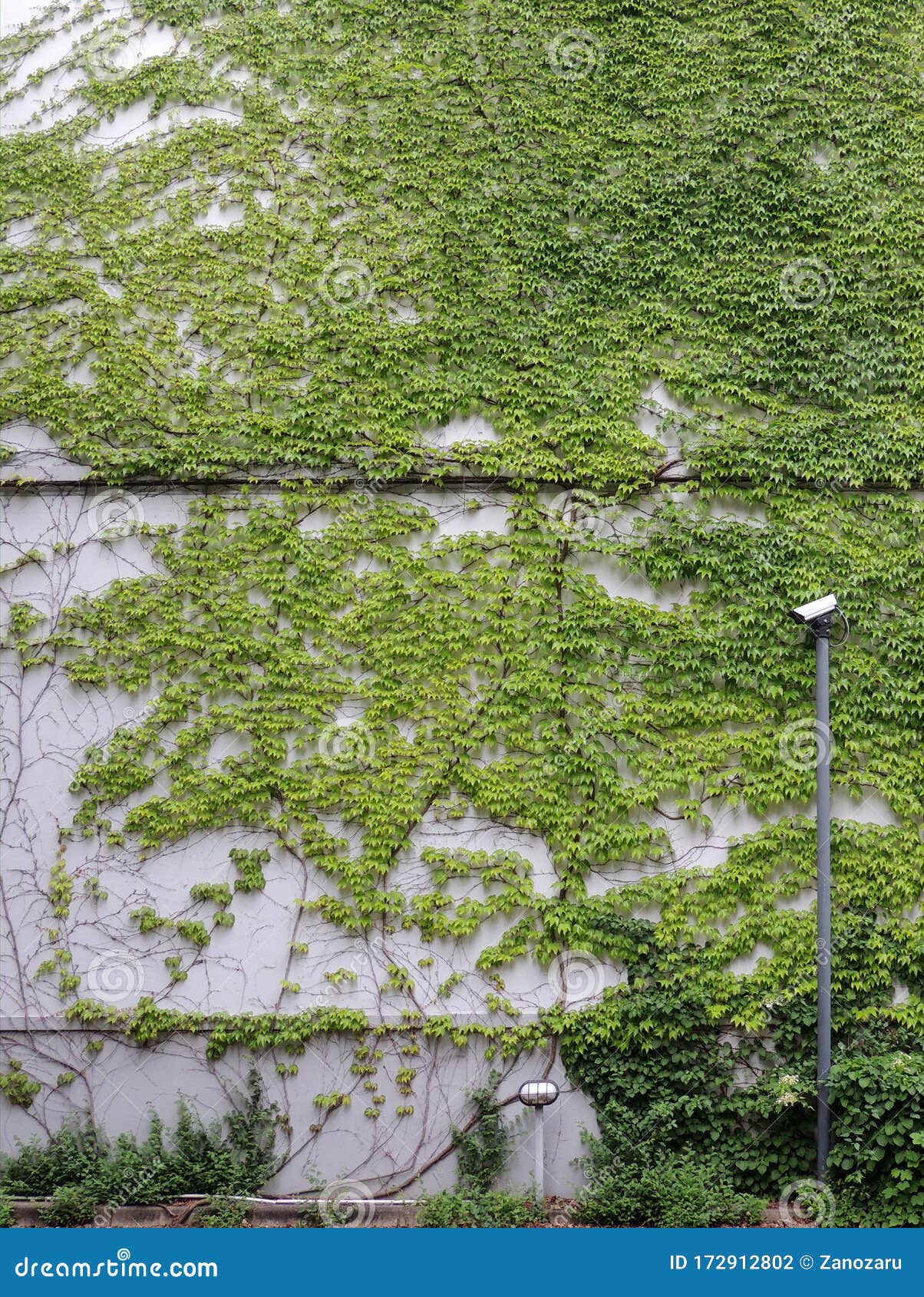 Boston Ivy or Grapes Ivy on Wall Stock Photo - Image of climbing, plant ...