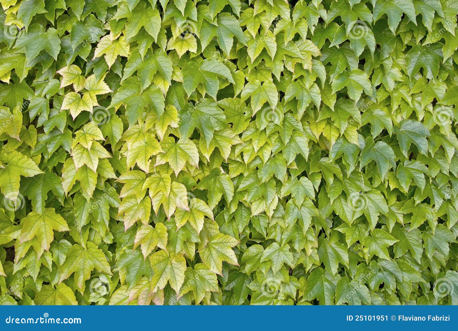 Boston Ivy, Parthenocissus Tricuspidata, Leaves Colorful Wood Fence ...