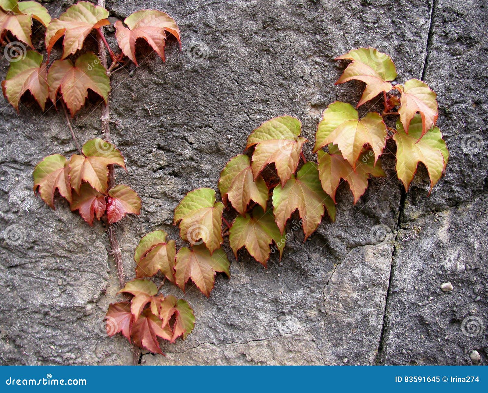 Boston Ivy Spring Growth stock image. Image of background - 83591645