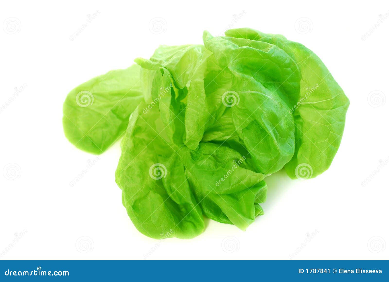 Boston lettuce stock image. Image of nutrition, close - 1787841