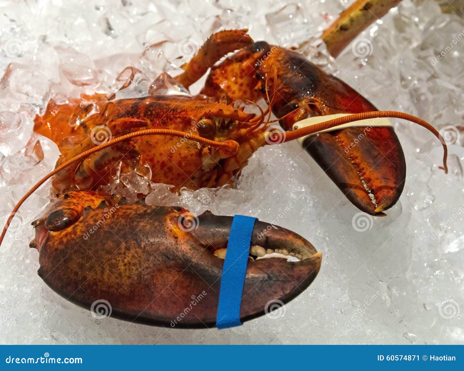 Boston Lobster Stock Photo | CartoonDealer.com #44106912