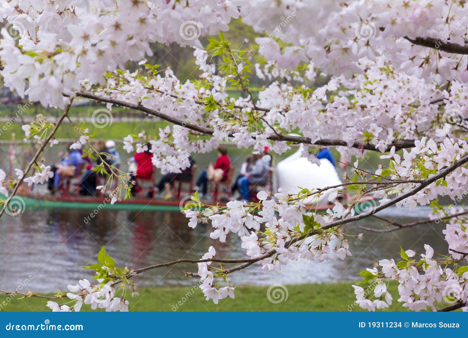 Boston Public Garden in the Spring Stock Photo - Image of bloom ...