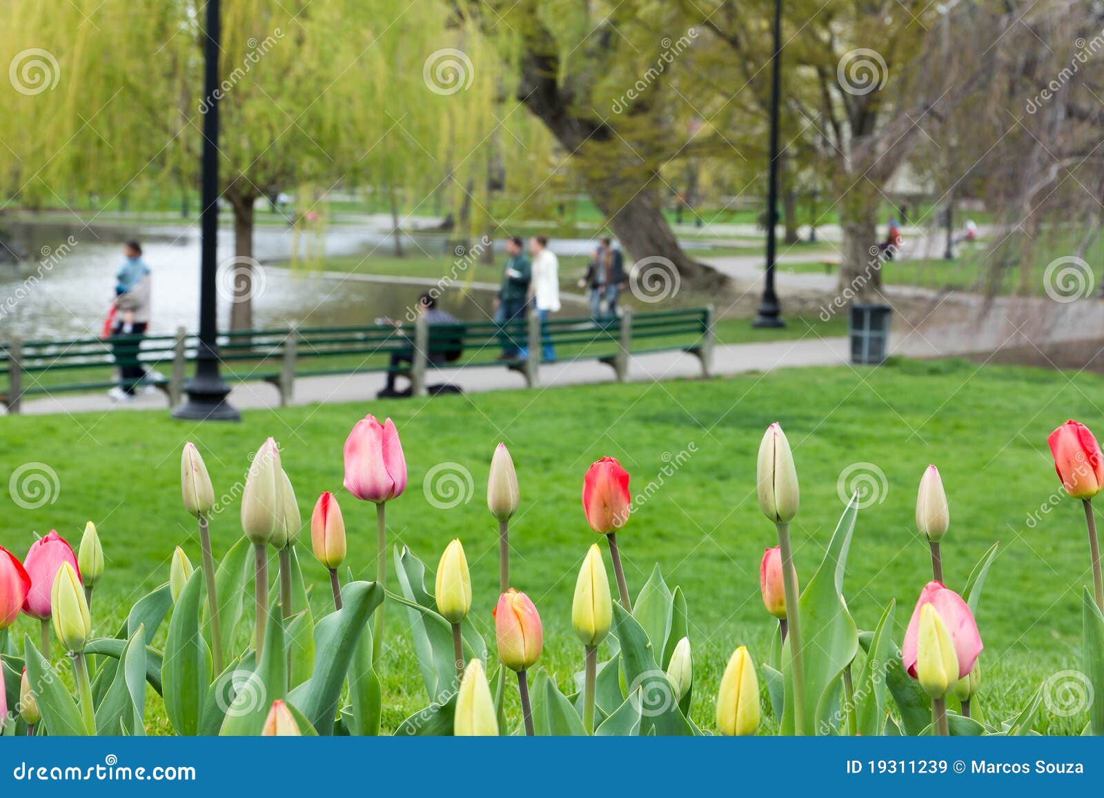 Boston Public Garden in the Spring Stock Image - Image of public, lawn ...