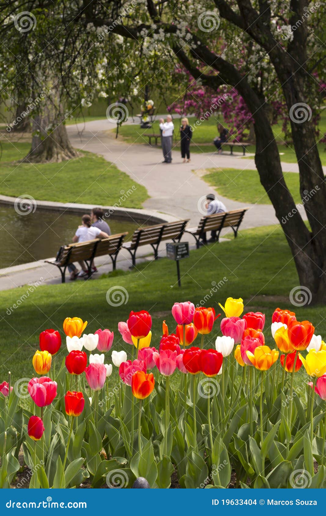 Boston Public Garden in the Spring Editorial Stock Image - Image of ...