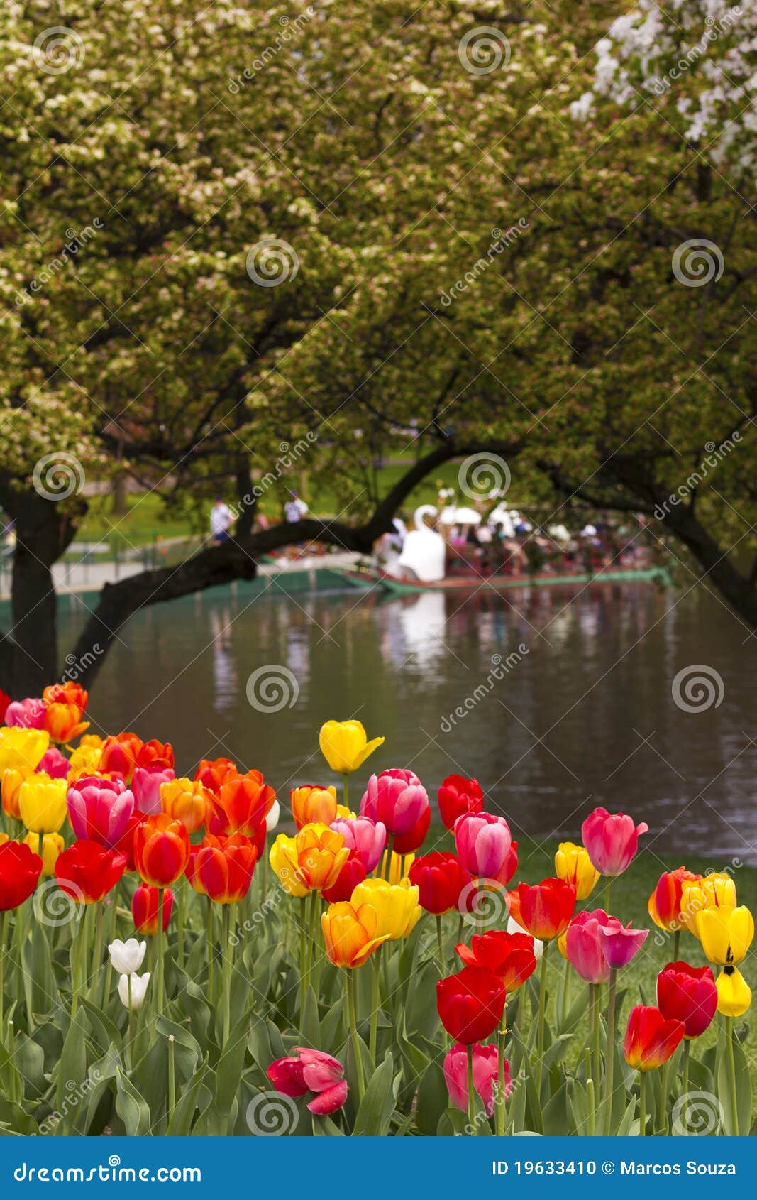 Boston Public Garden in the Spring Stock Photo - Image of landmark ...