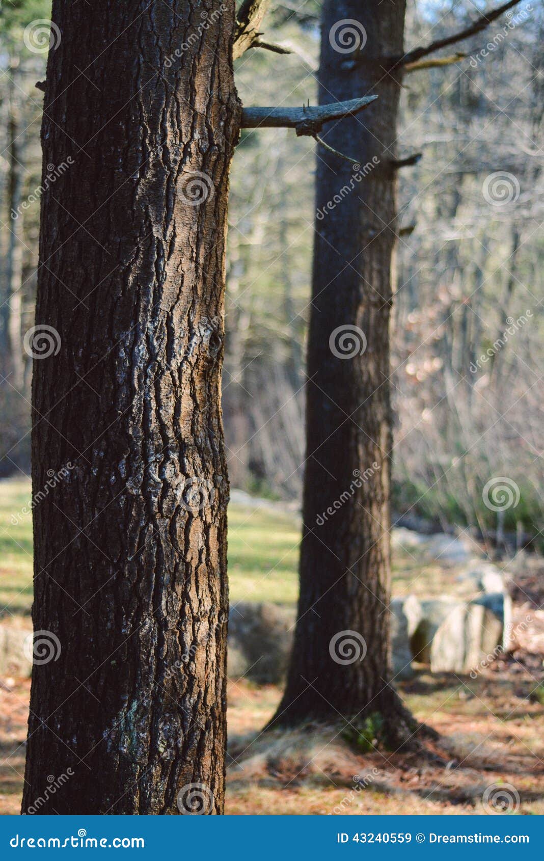Boston Spring Trees in Backyard Stock Image - Image of berlin, bostin ...