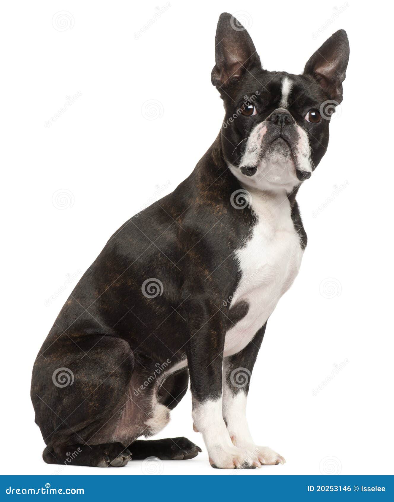 Boston Terrier, 1 Year Old, Sitting Stock Photo - Image of boston, copy ...