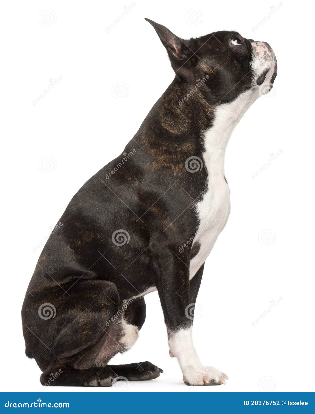Boston Terrier, 1 Year Old, Sitting Stock Photo - Image of side ...