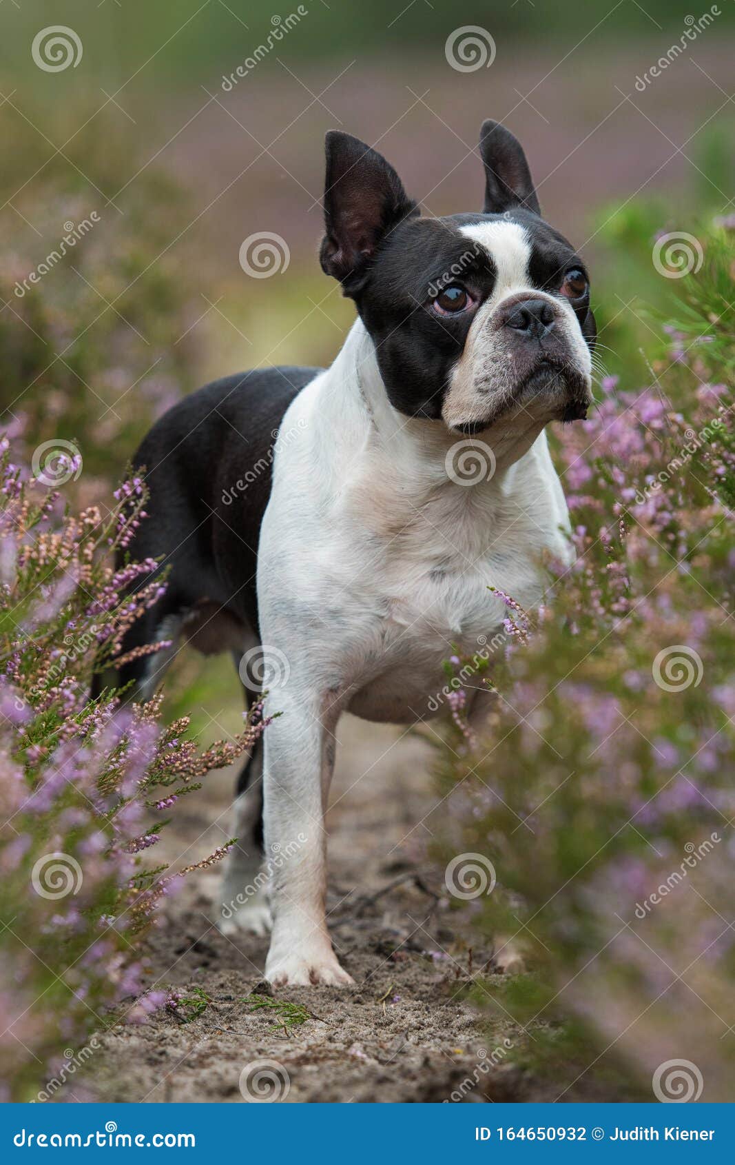 Boston Terrier Dog in Heather Landscape Stock Photo - Image of grass ...