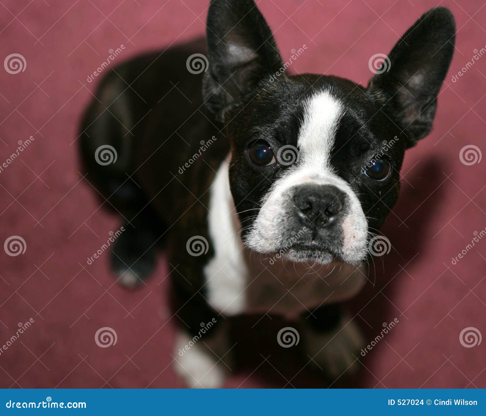 Boston Terrier stock photo. Image of attentive, sweet, pedigree - 527024