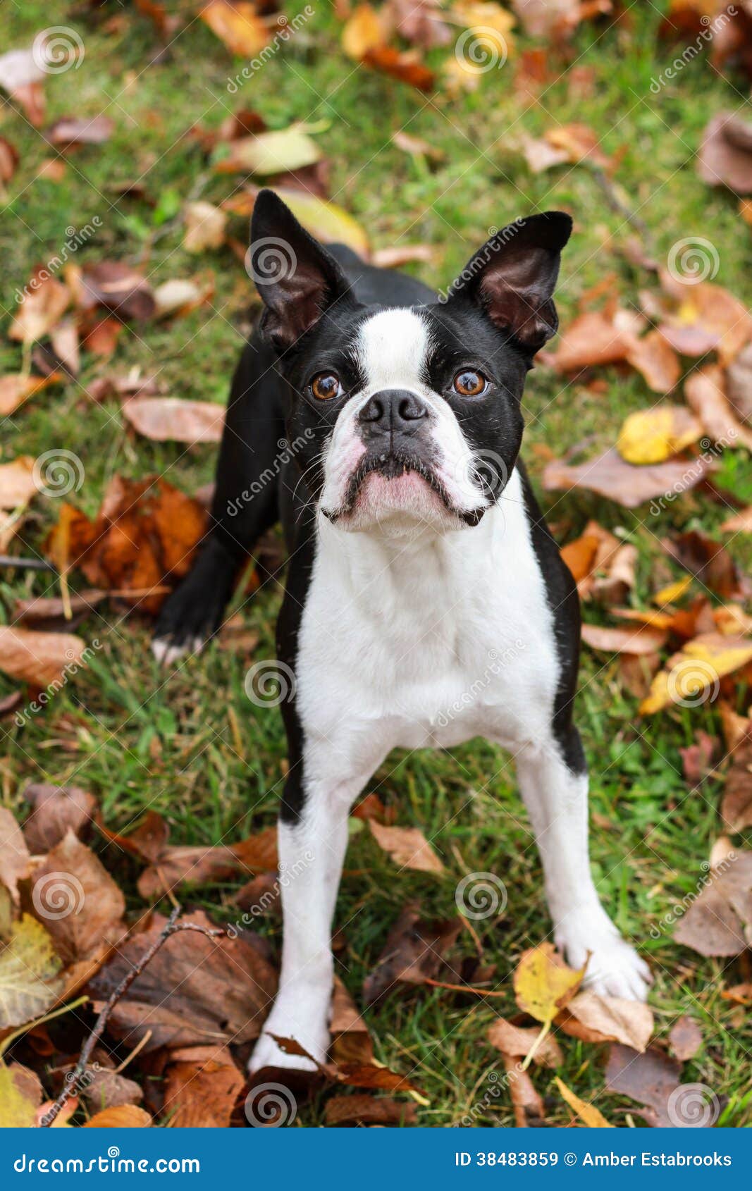 Boston Terrier in Autumn stock image. Image of mans, puppy - 38483859