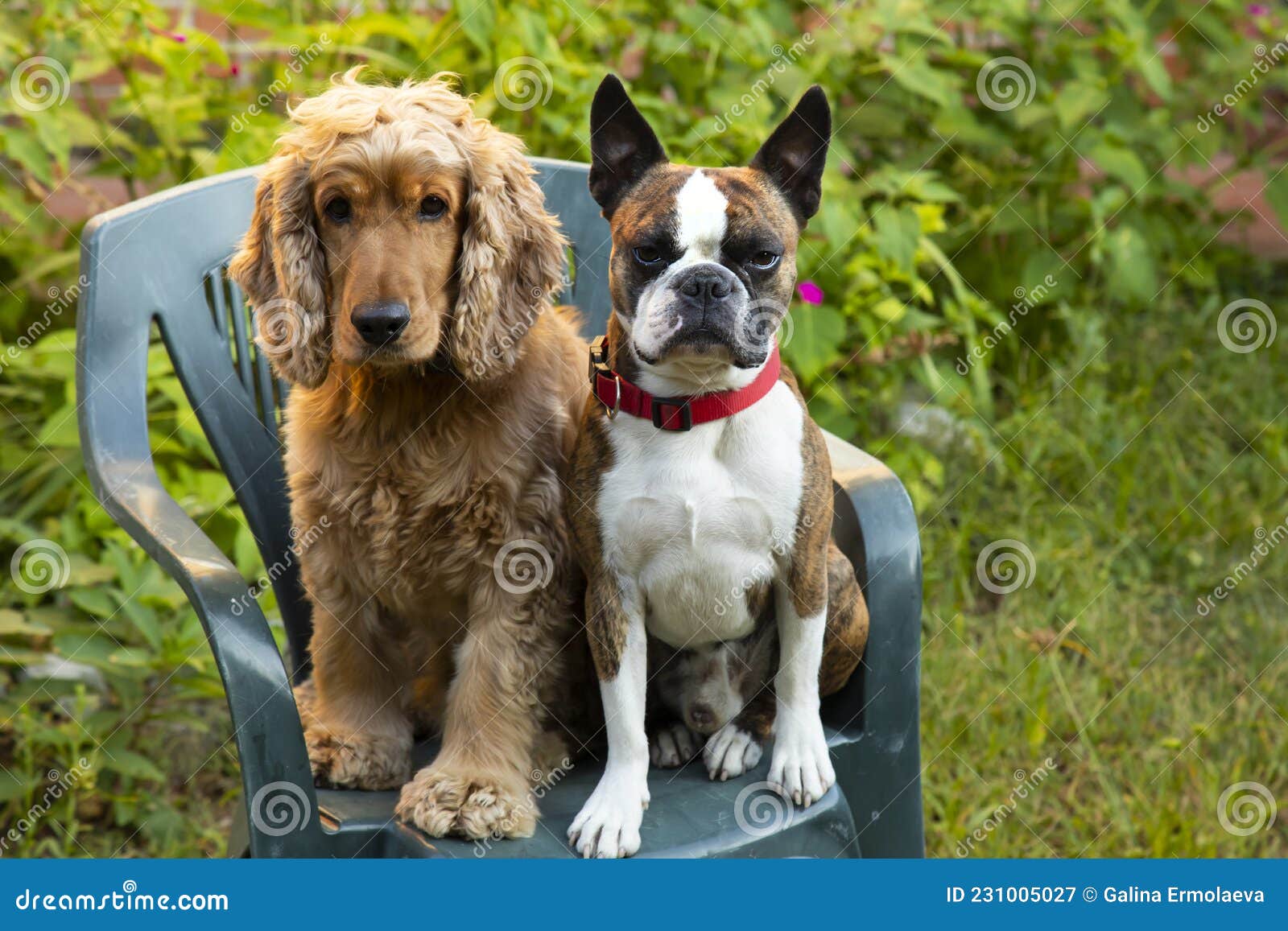 Boston Terrier and Cocker Spaniel Portrait in the Garden Stock Image ...