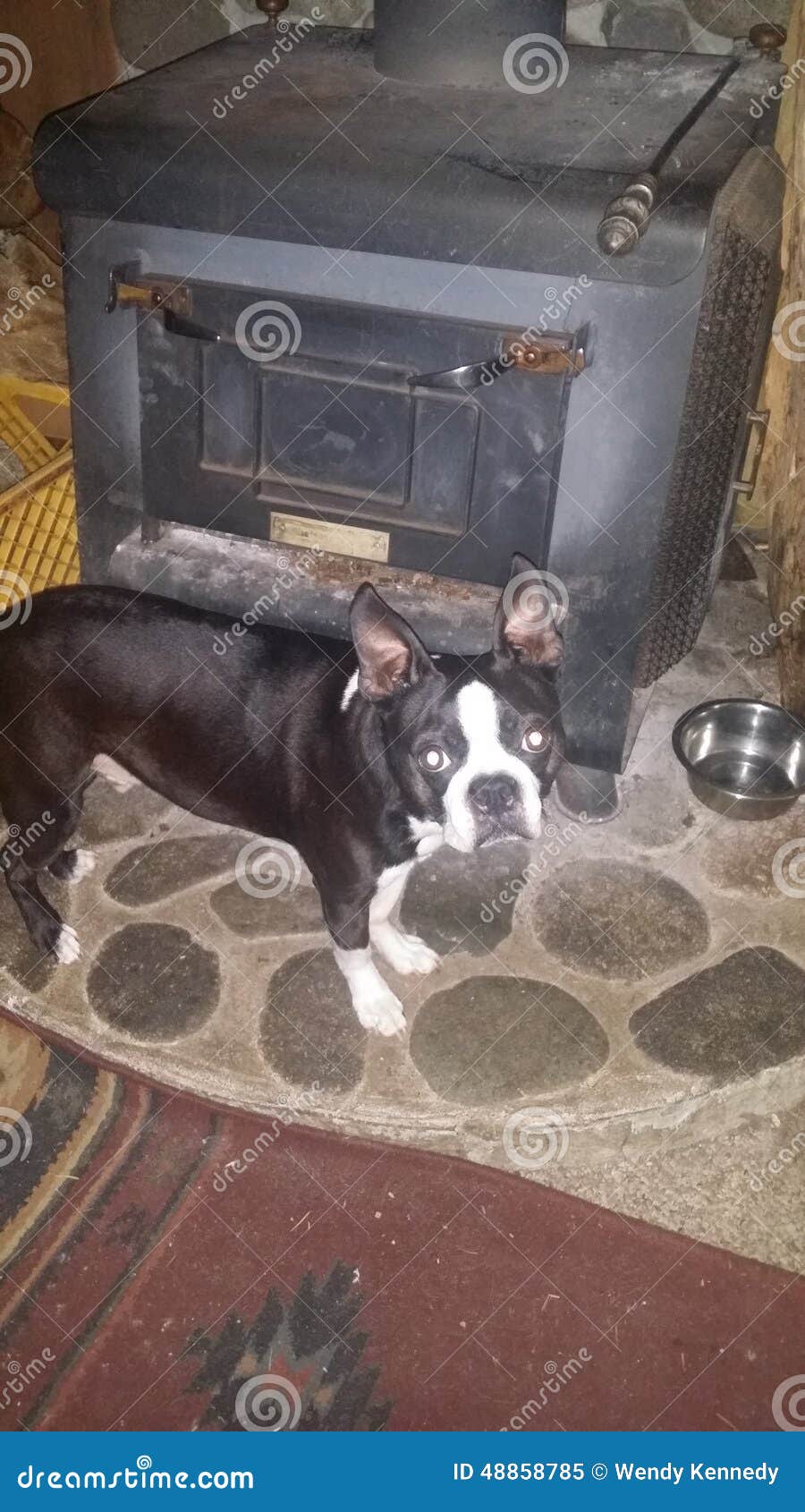 Boston terrier stock image. Image of cute, terrier, little - 48858785