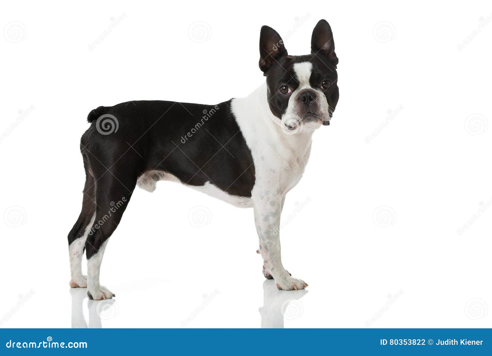Boston Terrier dog stock photo. Image of side, standing - 80353822