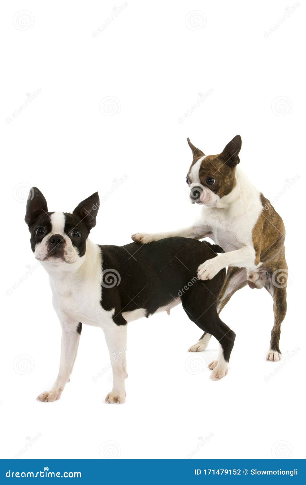 BOSTON TERRIER stock photo. Image of three, male, small - 171479152