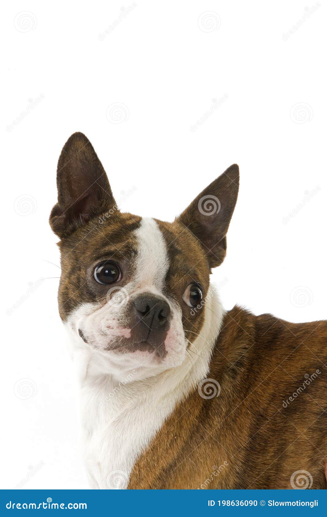 Boston Terrier Dog, Portrait Against White Background Stock Photo ...