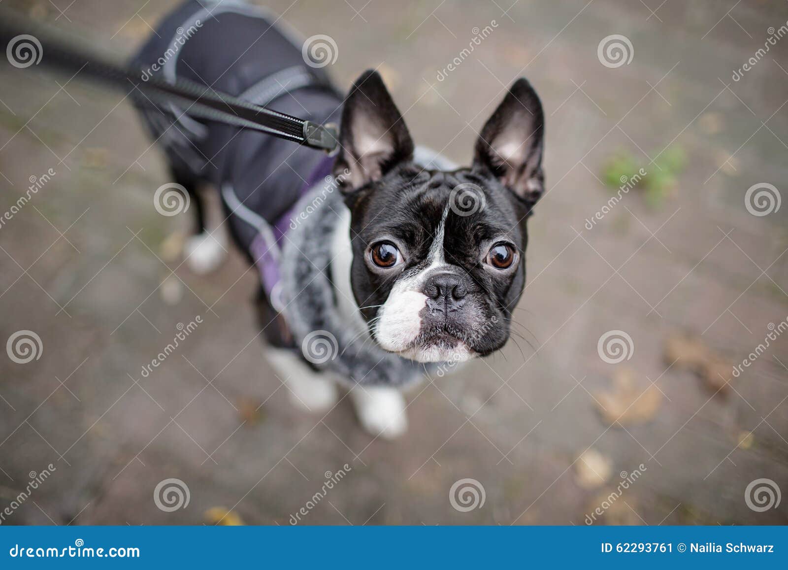 Boston Terrier stock image. Image of clothes, walk, stone - 62293761