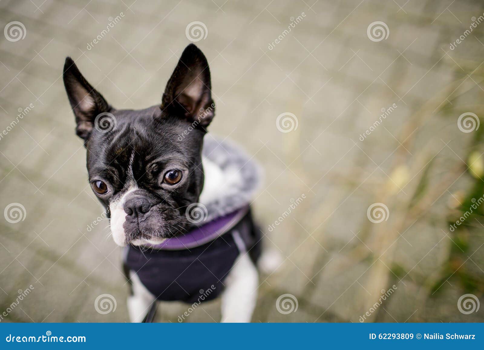 Boston Terrier stock image. Image of autumn, winter, small - 62293809