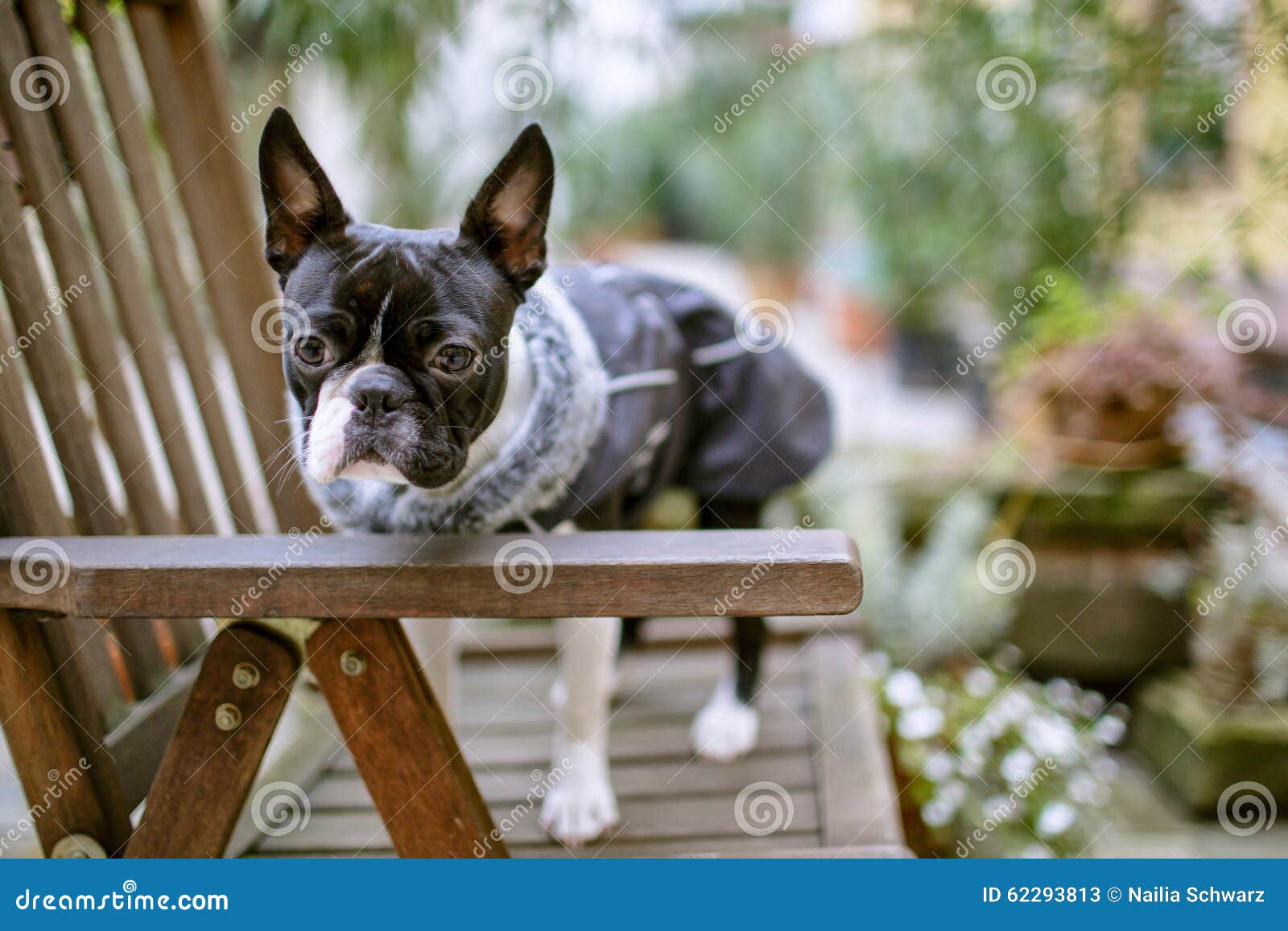 Boston Terrier stock image. Image of jacket, terrier - 62293813