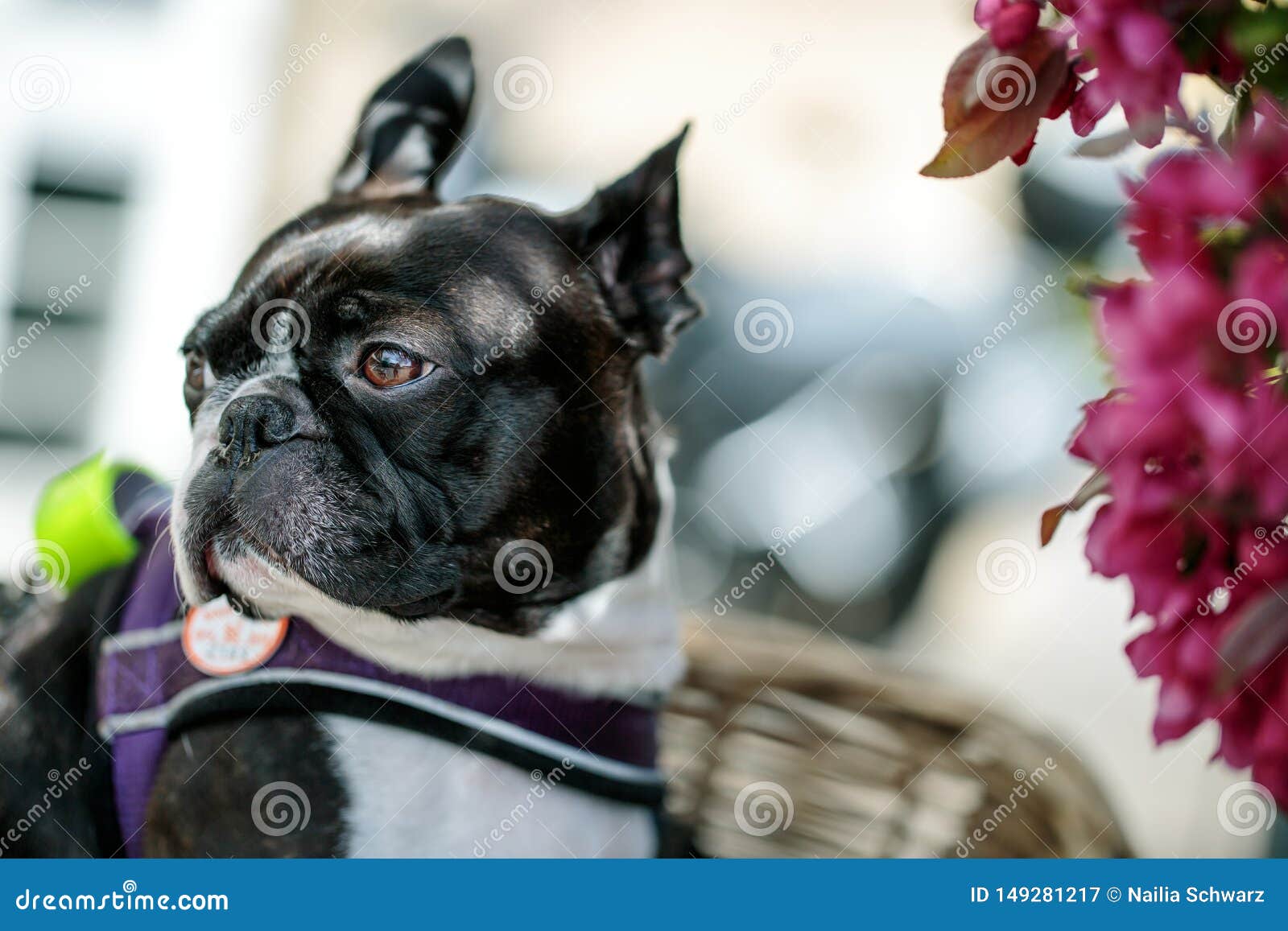 Boston Terrier in the Park in Spring Stock Image - Image of bicycle ...