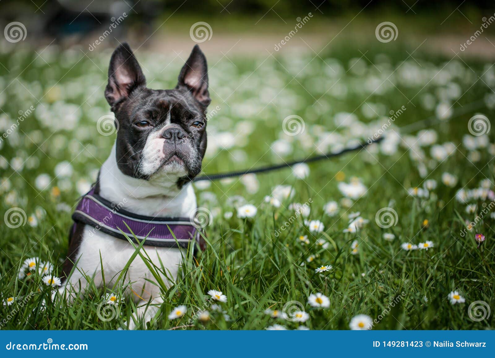 Boston Terrier in the Park in Spring Stock Image - Image of basket ...