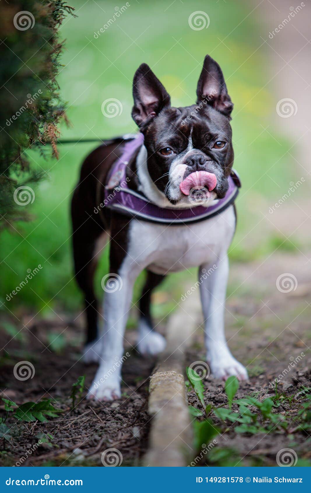 Boston Terrier in the Park in Spring Stock Photo - Image of excursion ...