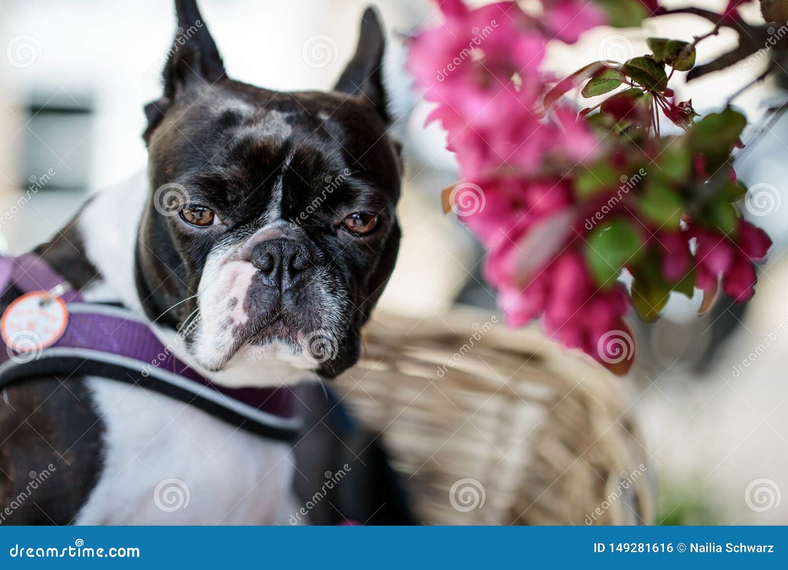 Boston Terrier in the Park in Spring Stock Photo - Image of flowers ...