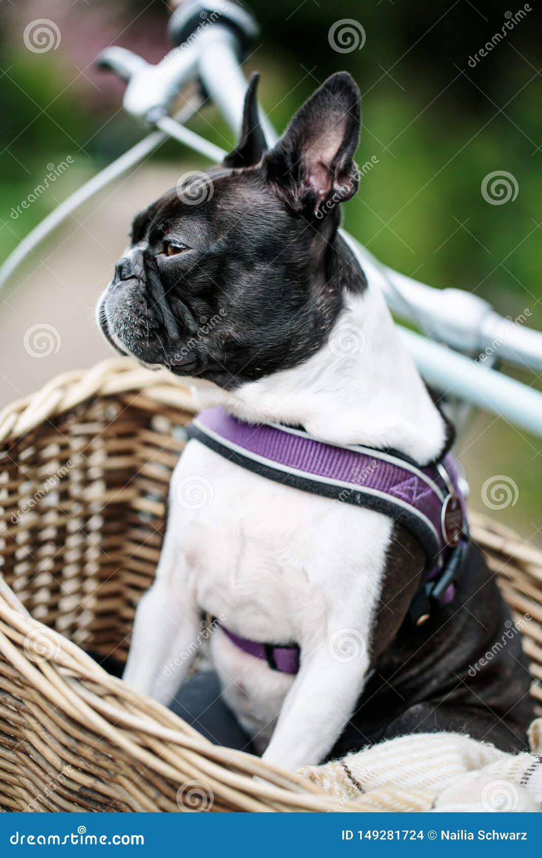 Boston Terrier in the Park in Spring Stock Photo - Image of floral ...