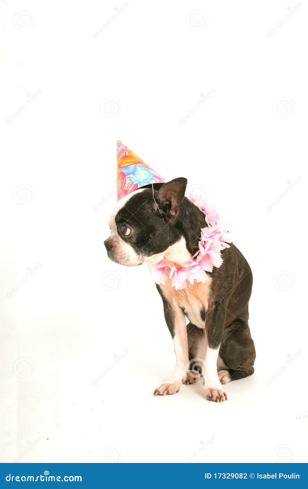 Boston Terrier with Party Hat Stock Photo - Image of family, boston ...