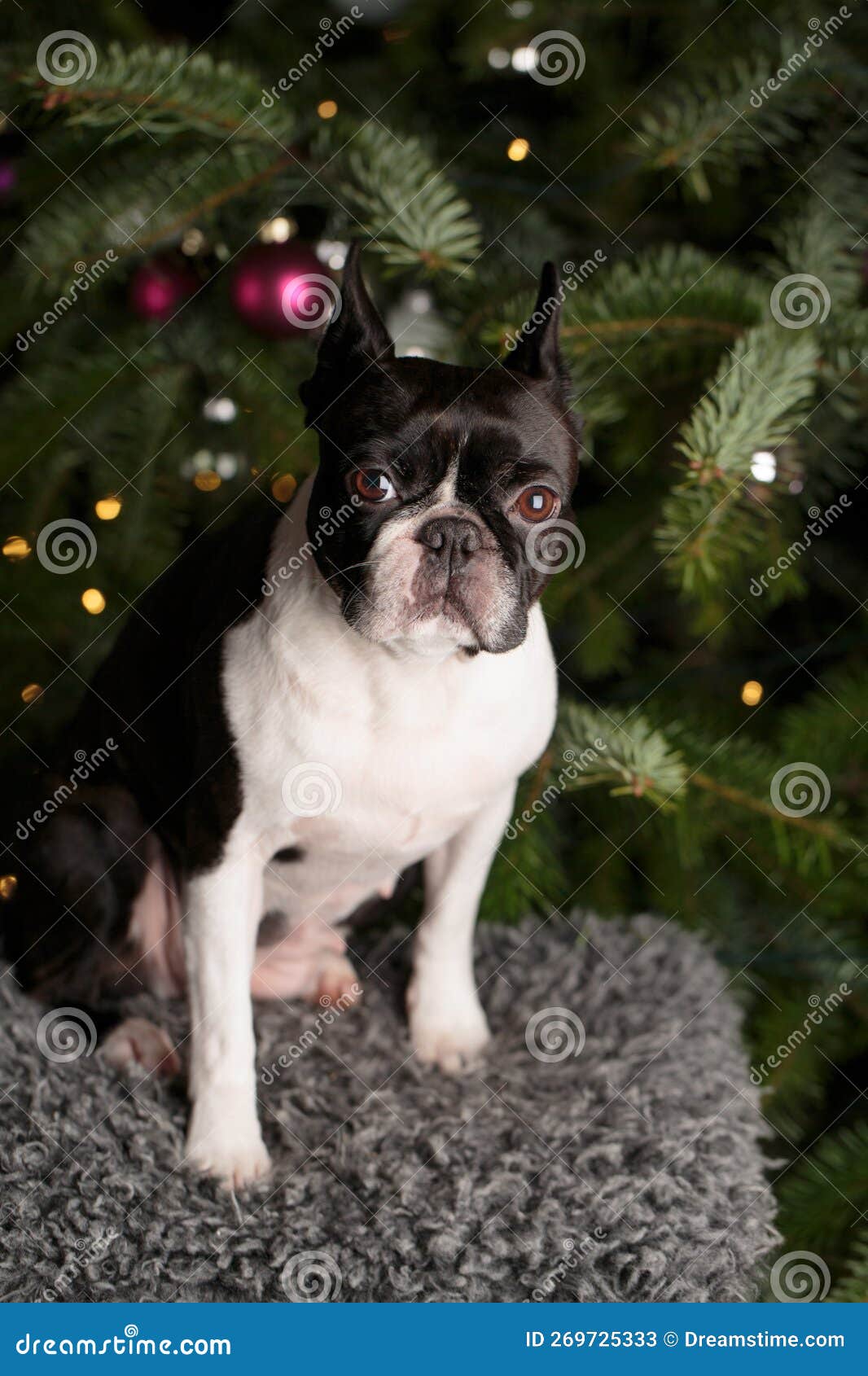 Boston Terrier Portrait with Christmas Tree Stock Image - Image of ... Boston Terrier Portrait with Christmas Tree Stock Image - Image of ...