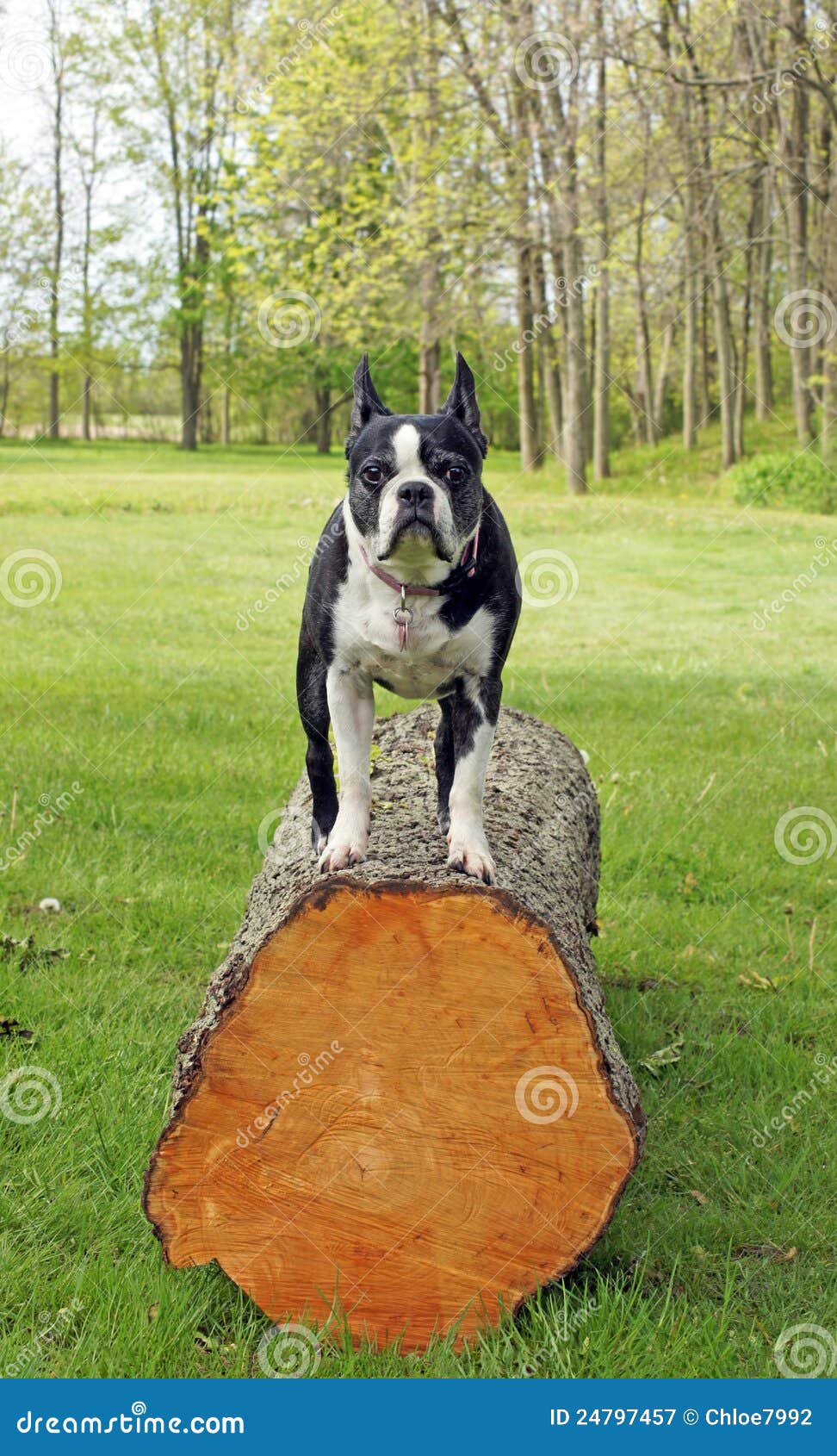 Boston Terrier poses stock image. Image of alert, playful - 24797457
