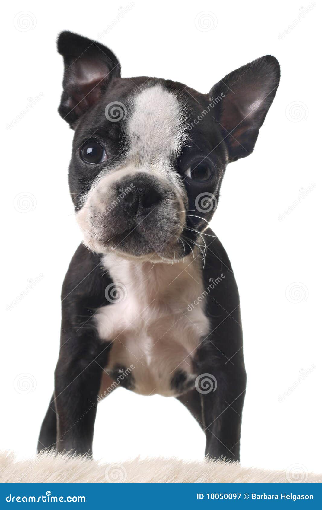 Boston terrier puppy stock image. Image of baby, canine - 10050097