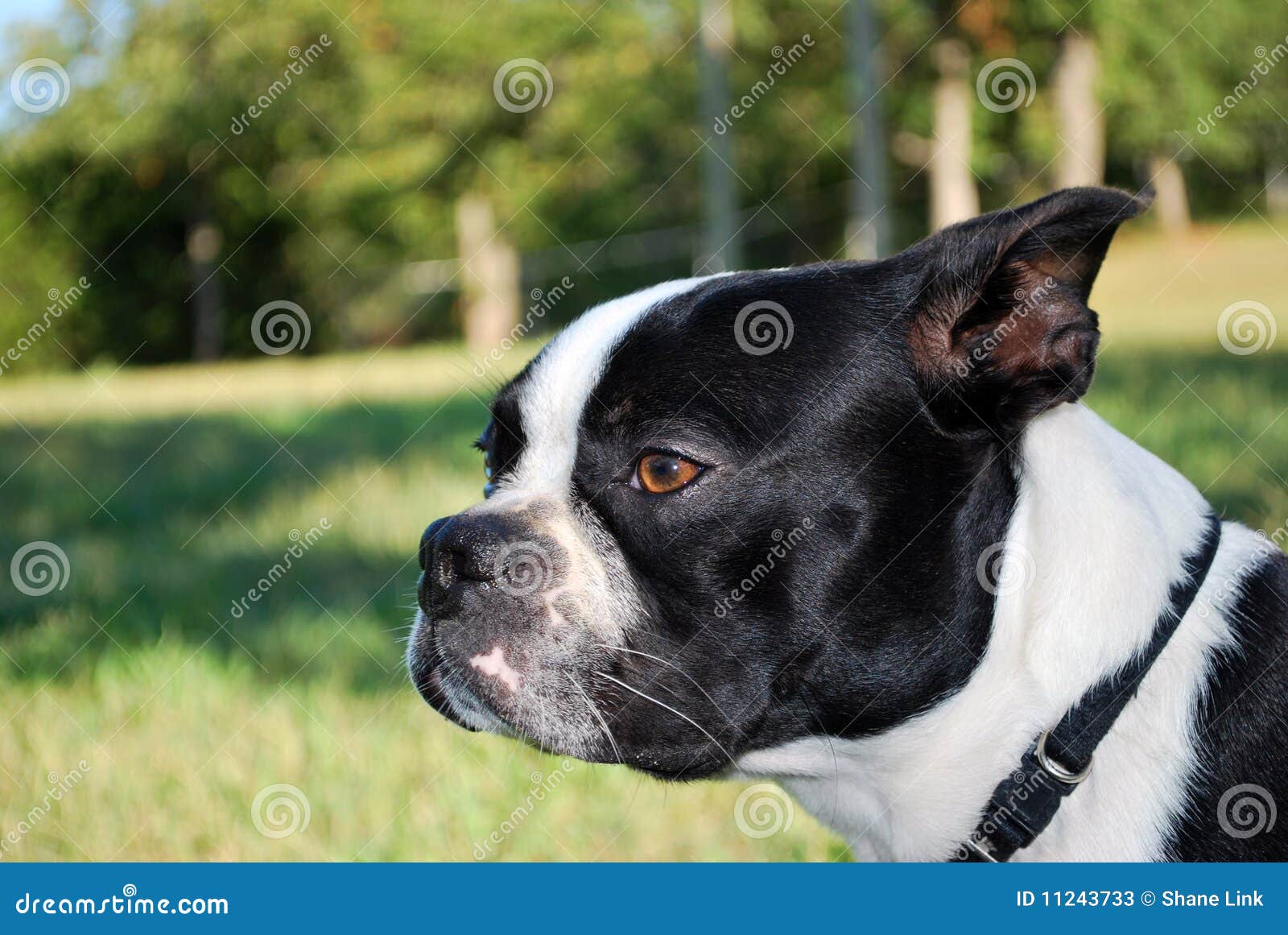 Boston Terrier Puppy Headshot Stock Image - Image of boston, bulldog ...