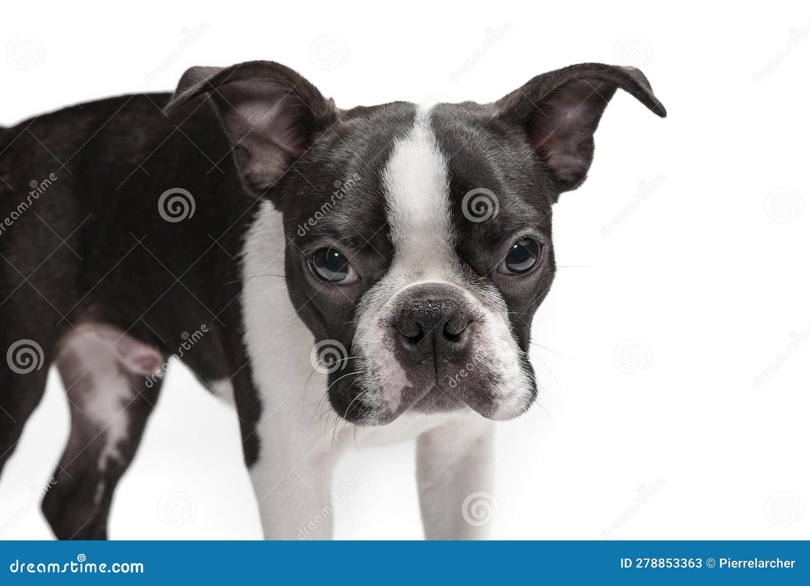 Purebred Boston Terrier Head Portrait , Puppy 4 Month Old, Standing In ...