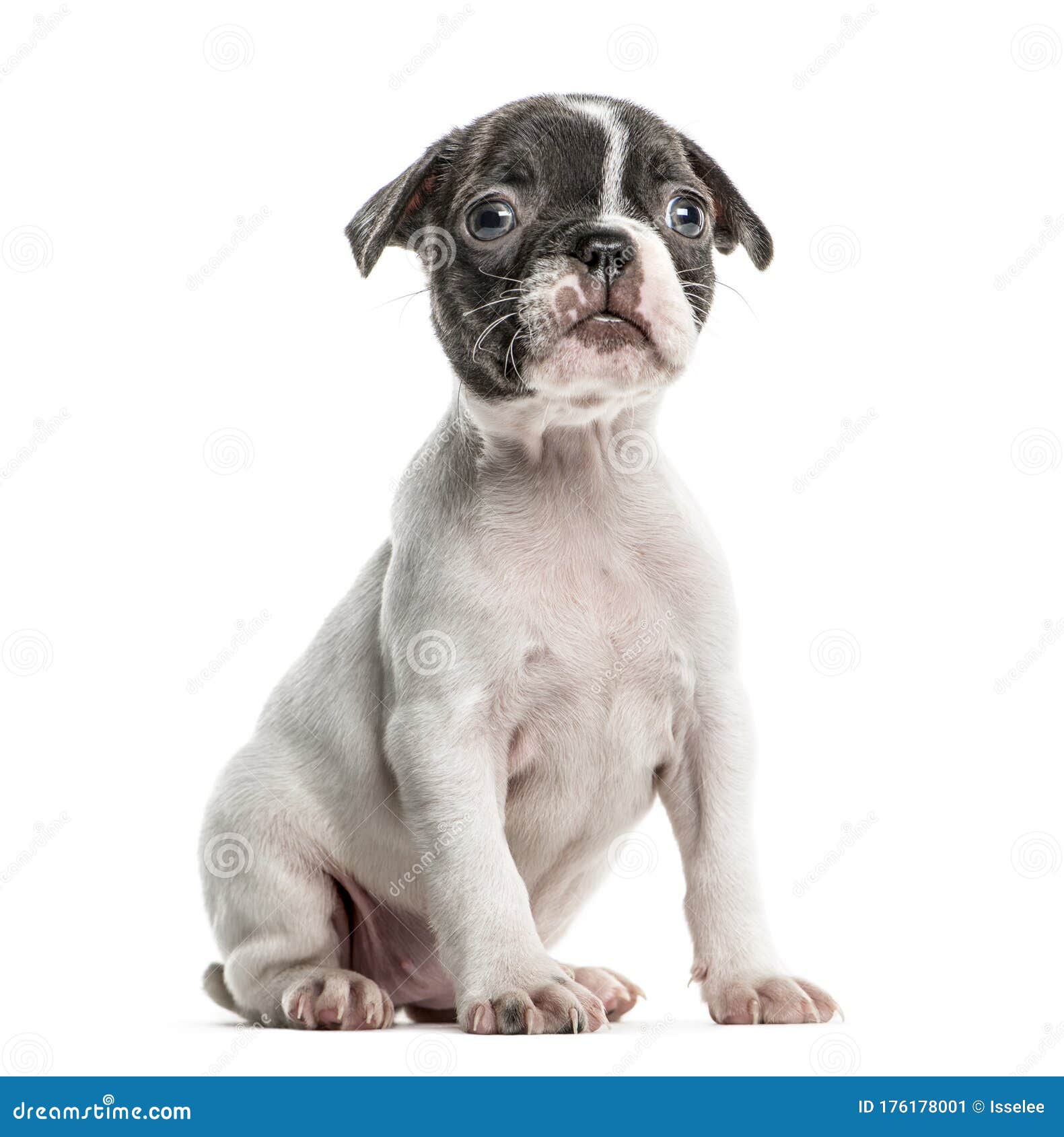 Boston Terrier Puppy Sitting, Isolated Stock Image - Image of boston ...