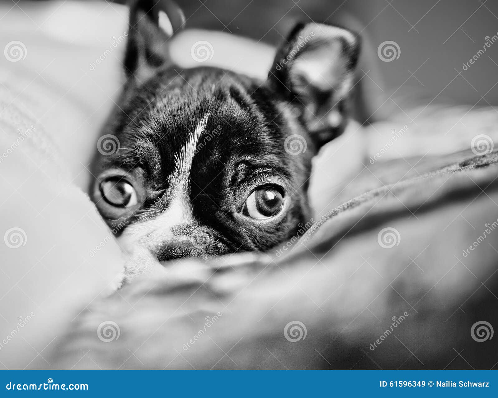 Boston Terrier Puppy stock image. Image of whelp, look - 61596349